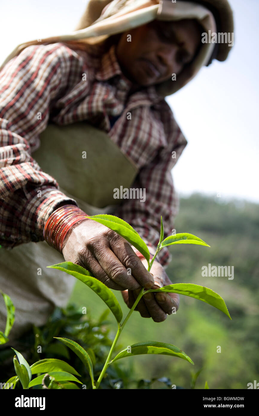 Tea pluckers working on the Chamraj Tea Estate, Tamil Nadu, India Stock ...