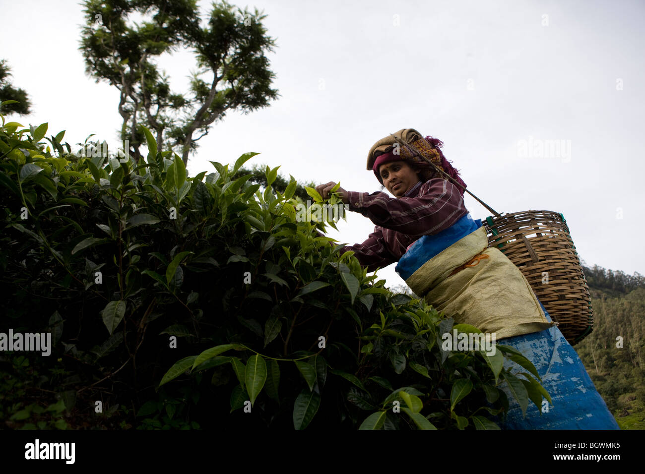 Tea pluckers working on the Chamraj Tea Estate, Tamil Nadu, India Stock ...