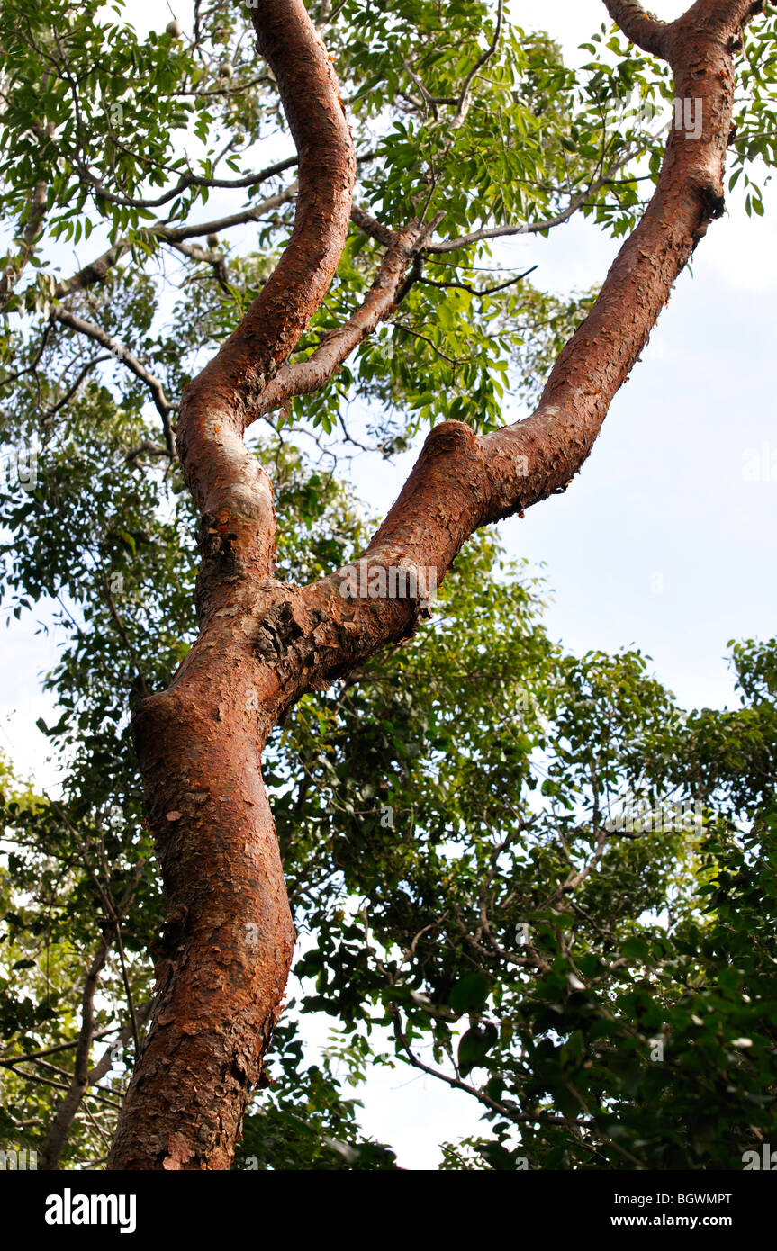 Everglades national park tree hi-res stock photography and images - Alamy