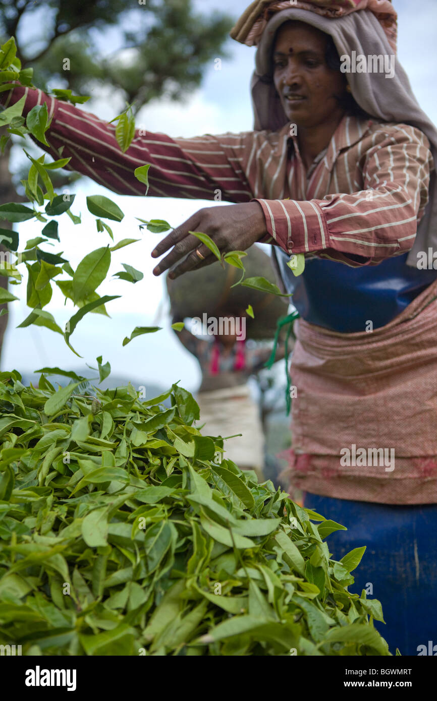 Fairtrade tea pluckers harvesting on Chamraj tea estate in India Stock ...