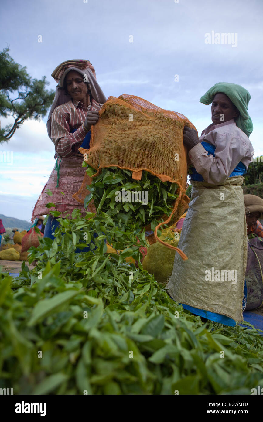 Fairtrade tea pluckers harvesting on Chamraj tea estate in India Stock ...