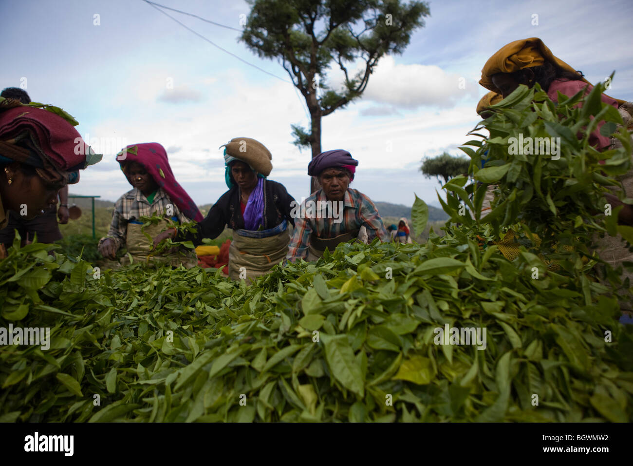 Fairtrade tea pluckers harvesting on Chamraj tea estate in India Stock ...
