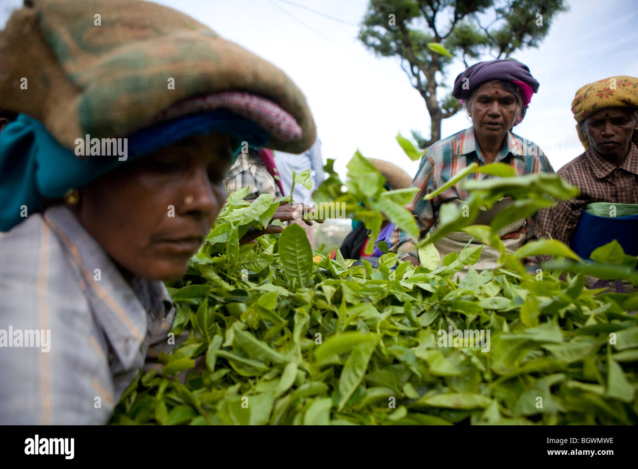 Fairtrade tea pluckers harvesting on Chamraj tea estate in India Stock ...
