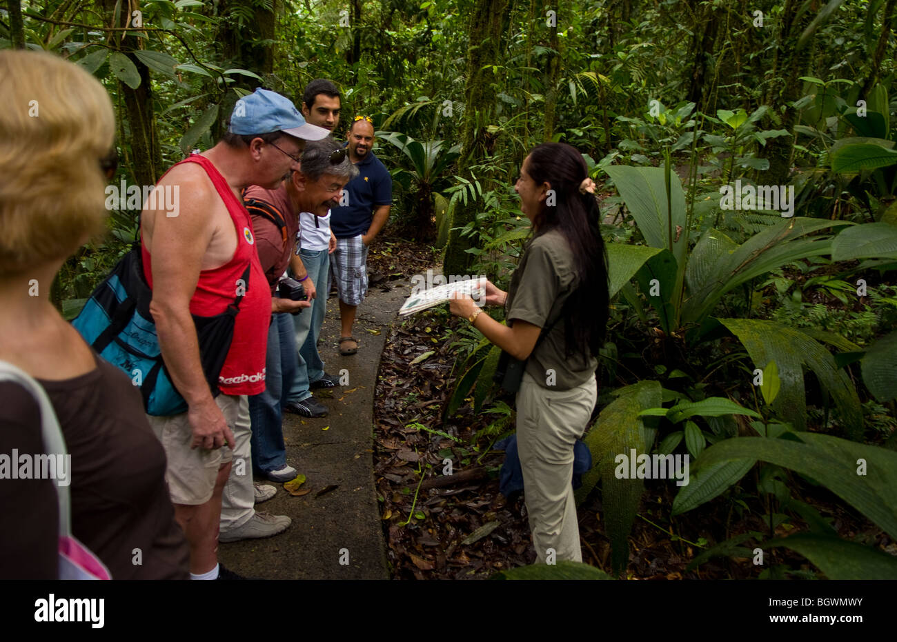 Beautiful Rainforest in National Park or Parque Nacional Braulio ...