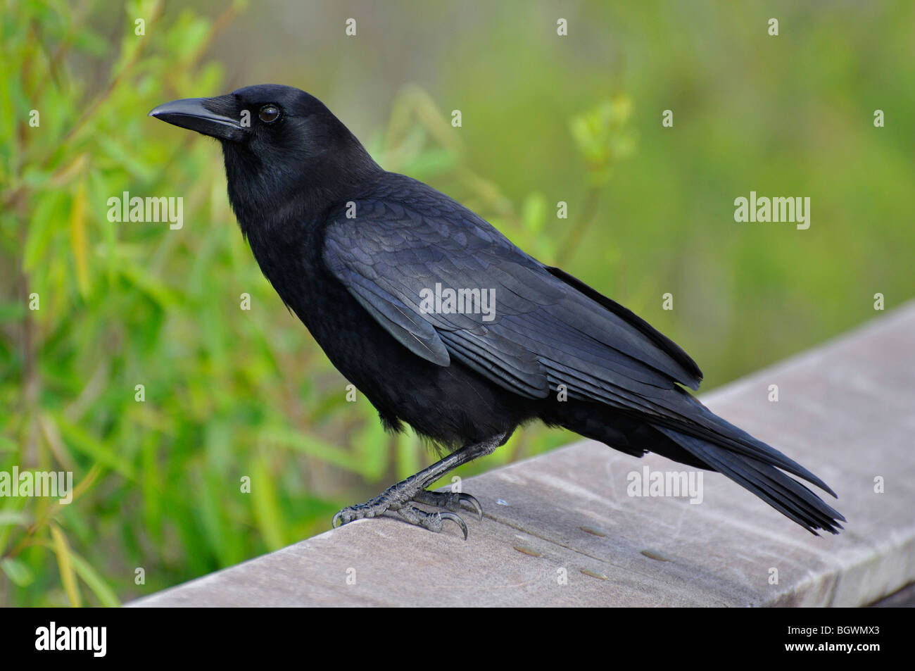 Crow, Everglades National Park, Florida, USA Stock Photo - Alamy