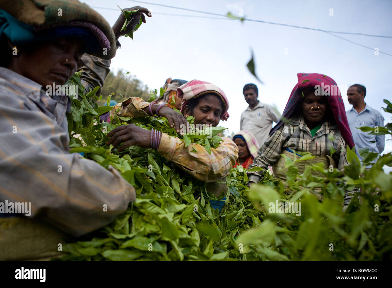 Fairtrade tea pluckers harvesting on Chamraj tea estate in India Stock ...