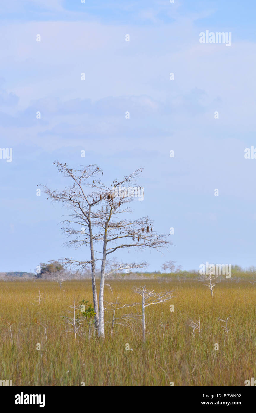 Everglades national park tree hi-res stock photography and images - Alamy