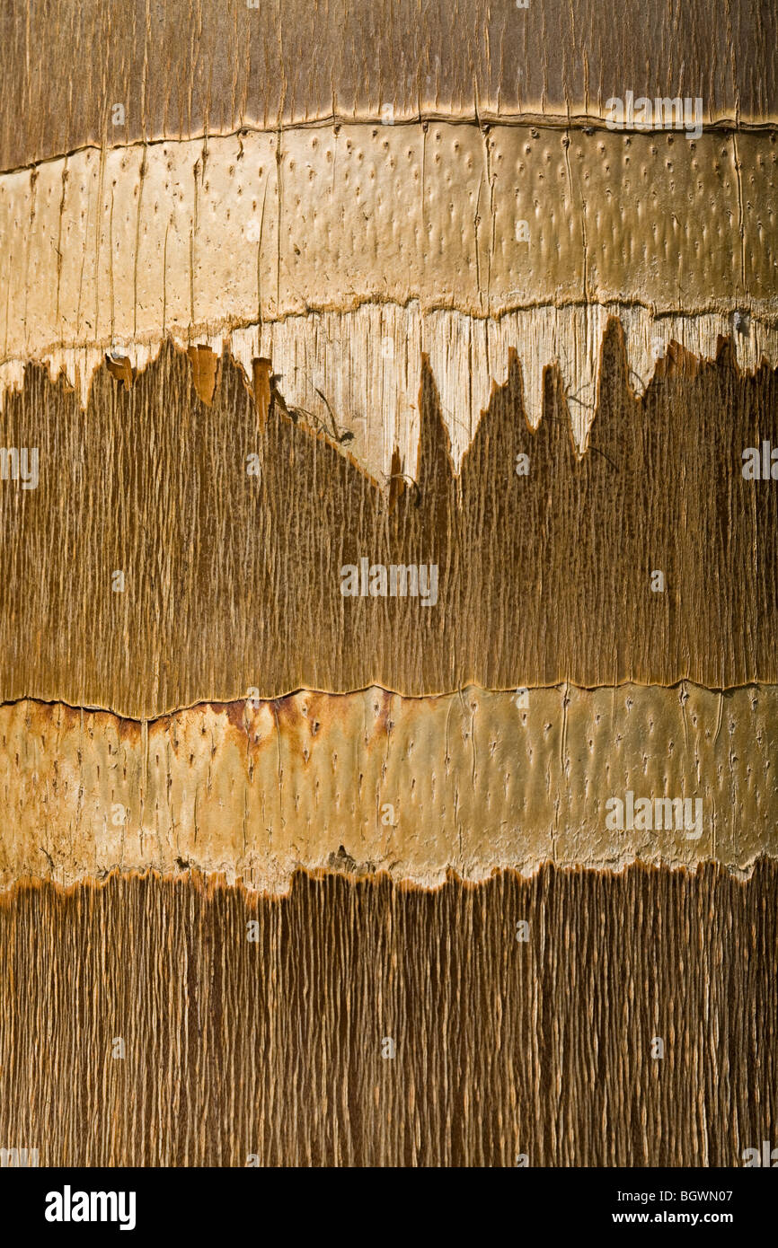 Close up of palm bark showing detailed texture Stock Photo - Alamy
