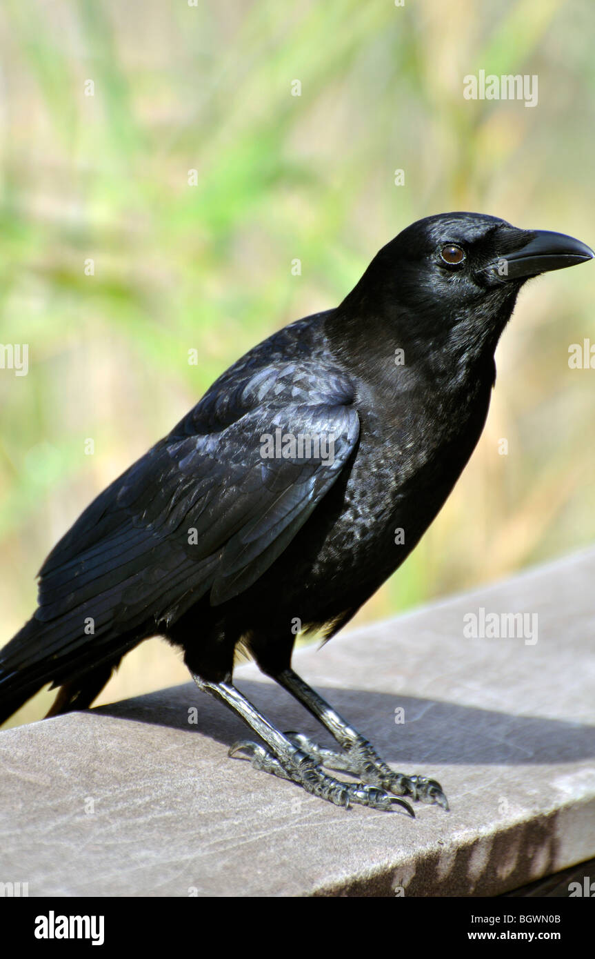 Crow, Everglades National Park, Florida, USA Stock Photo - Alamy