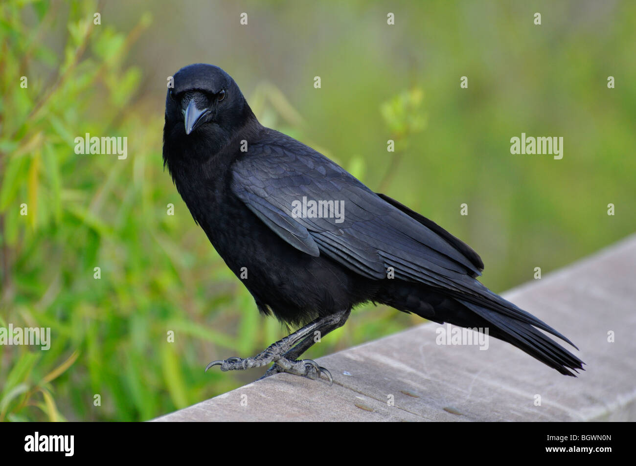 Us national bird hi-res stock photography and images - Alamy