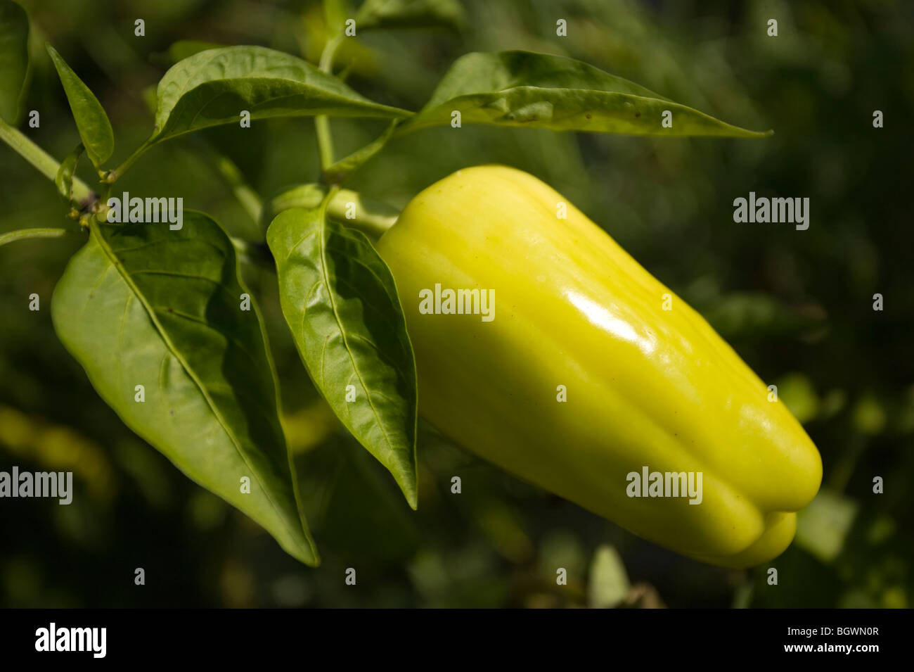 Close up of the green pepper in the garden Stock Photo - Alamy