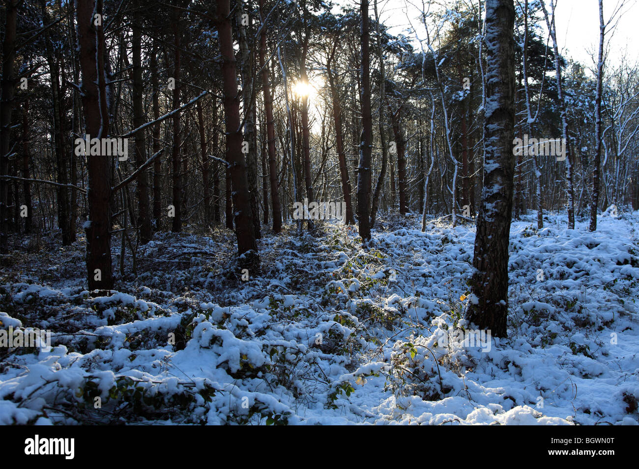 Winter Snowy Trees Sherwood Forest Visitor Centre Country Park ...