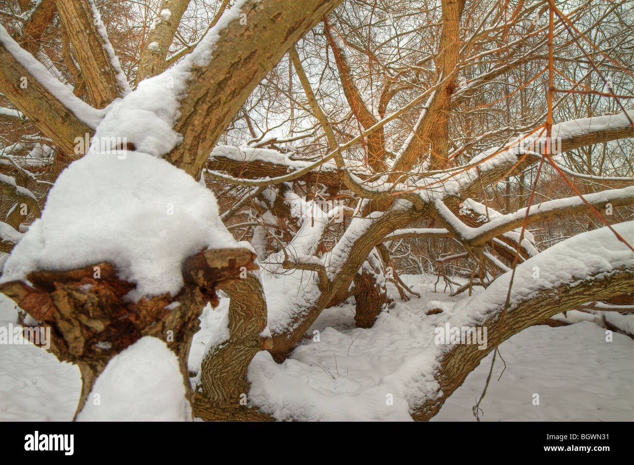 Entwined trees hi-res stock photography and images - Alamy