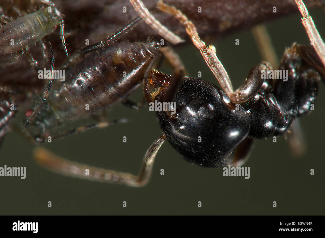 Aphids aphid infestation architecture pests proboscis scale 5 hi-res ...