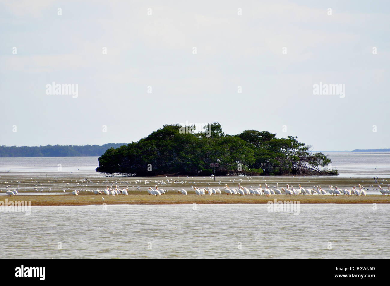 Birds of the everglades hi-res stock photography and images - Alamy