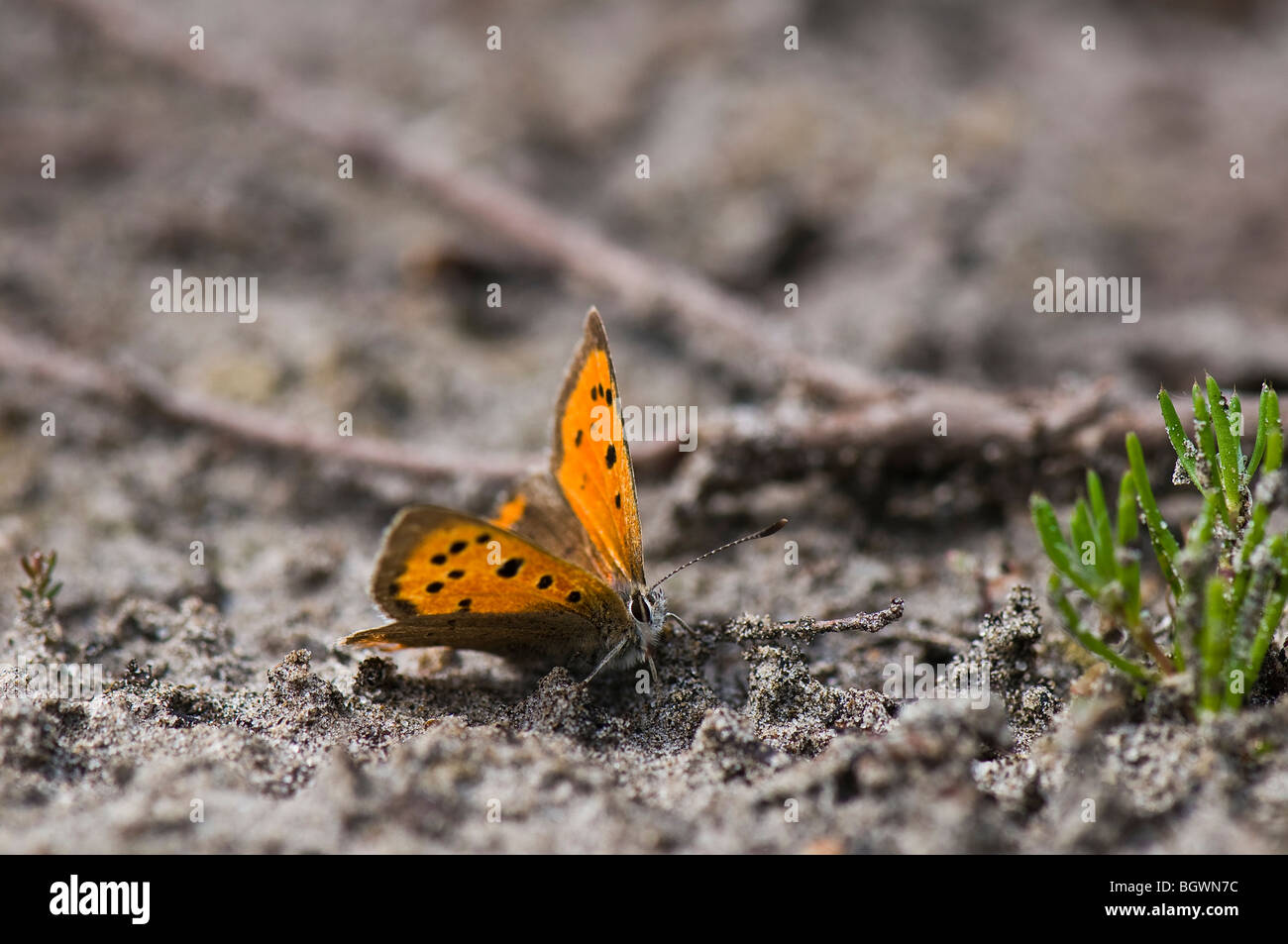 Scrawnier hi-res stock photography and images - Alamy