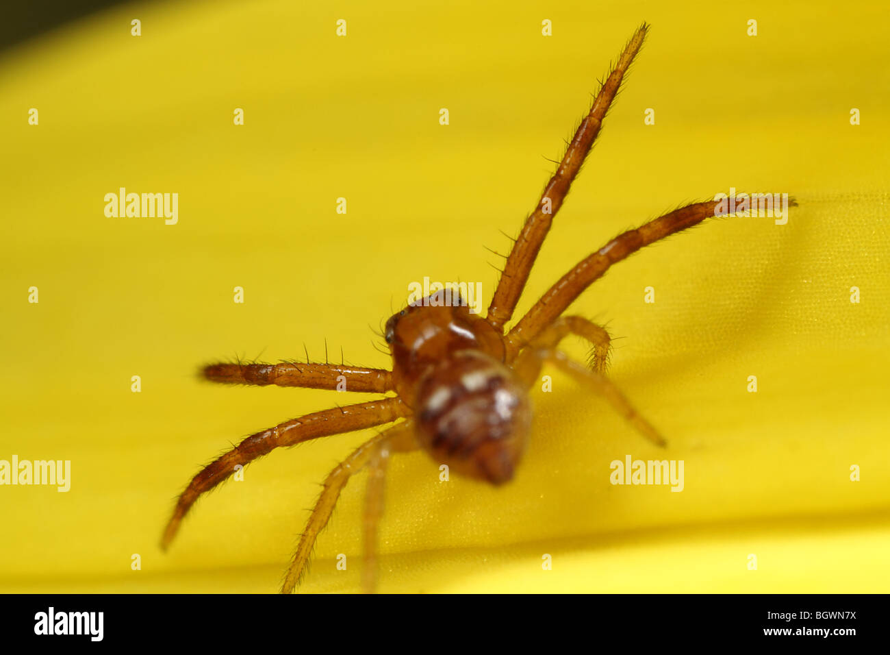 Male crab spider on daisy petal Stock Photo - Alamy