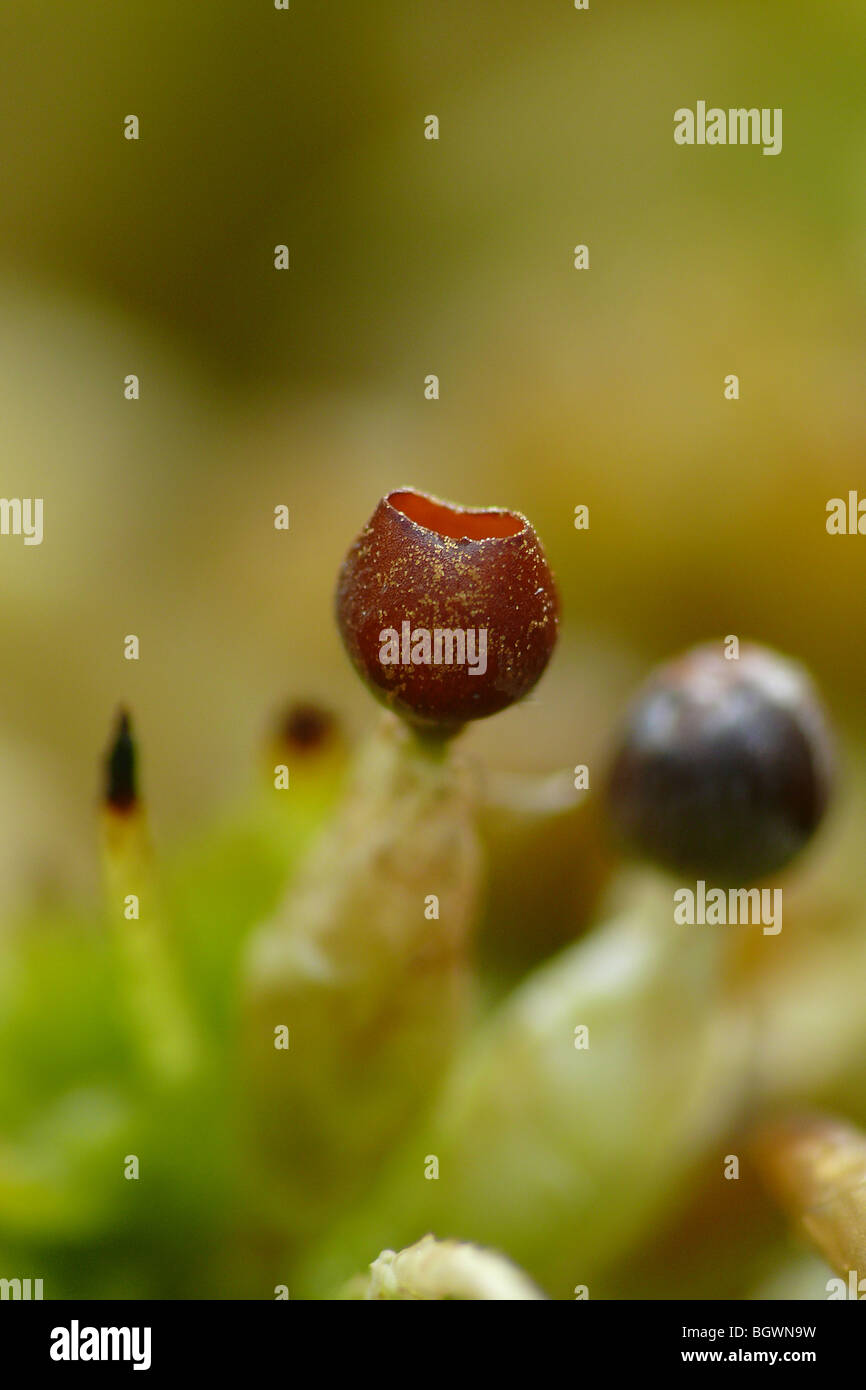 Spore capsule Spagnum moss Stock Photo - Alamy