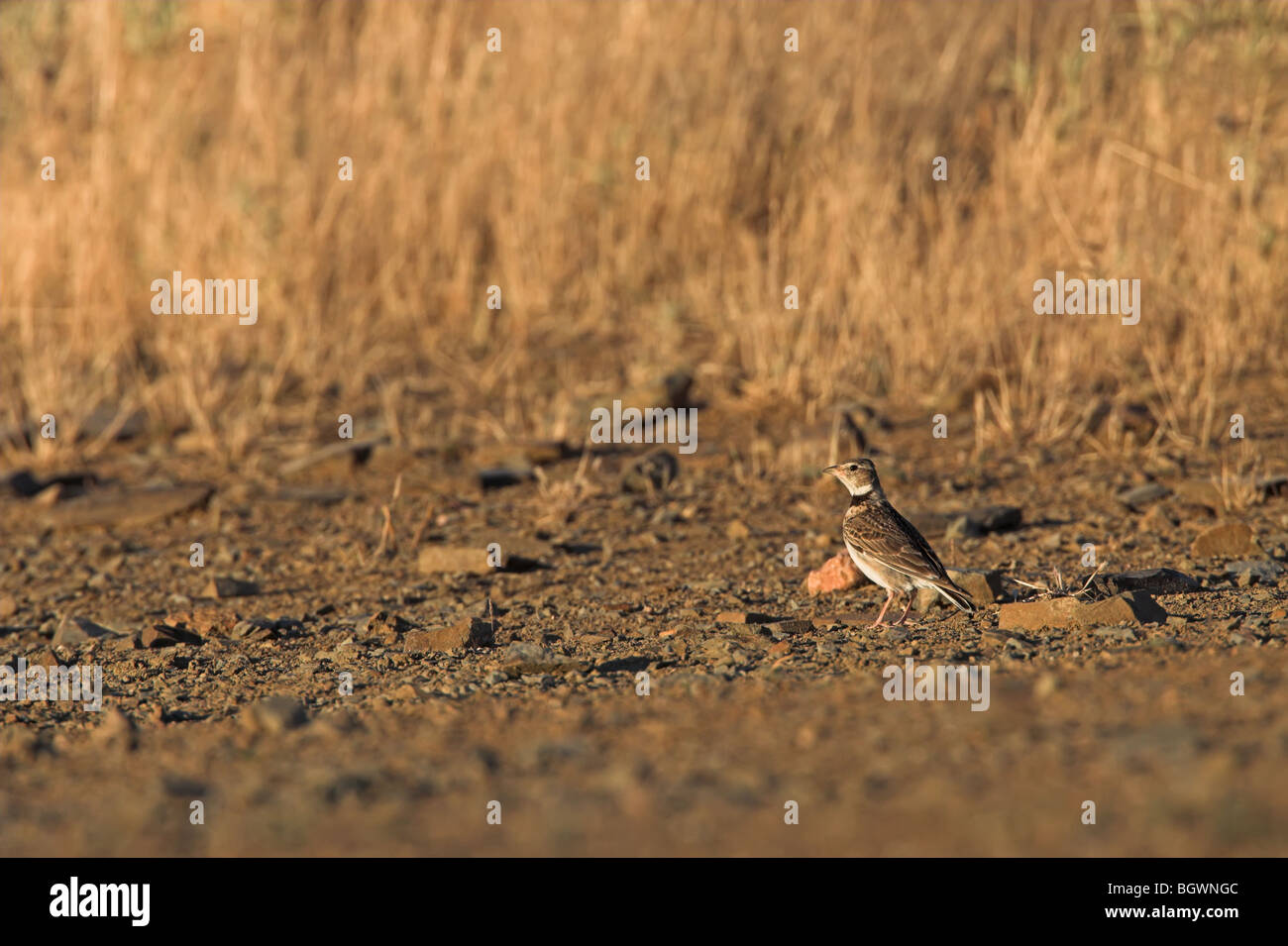 Calandra Lark Melanocorypha calandra Stock Photo - Alamy