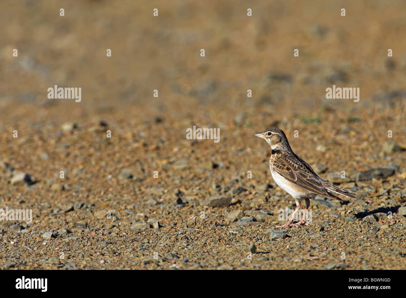 Calandra Lark Melanocorypha calandra Stock Photo - Alamy