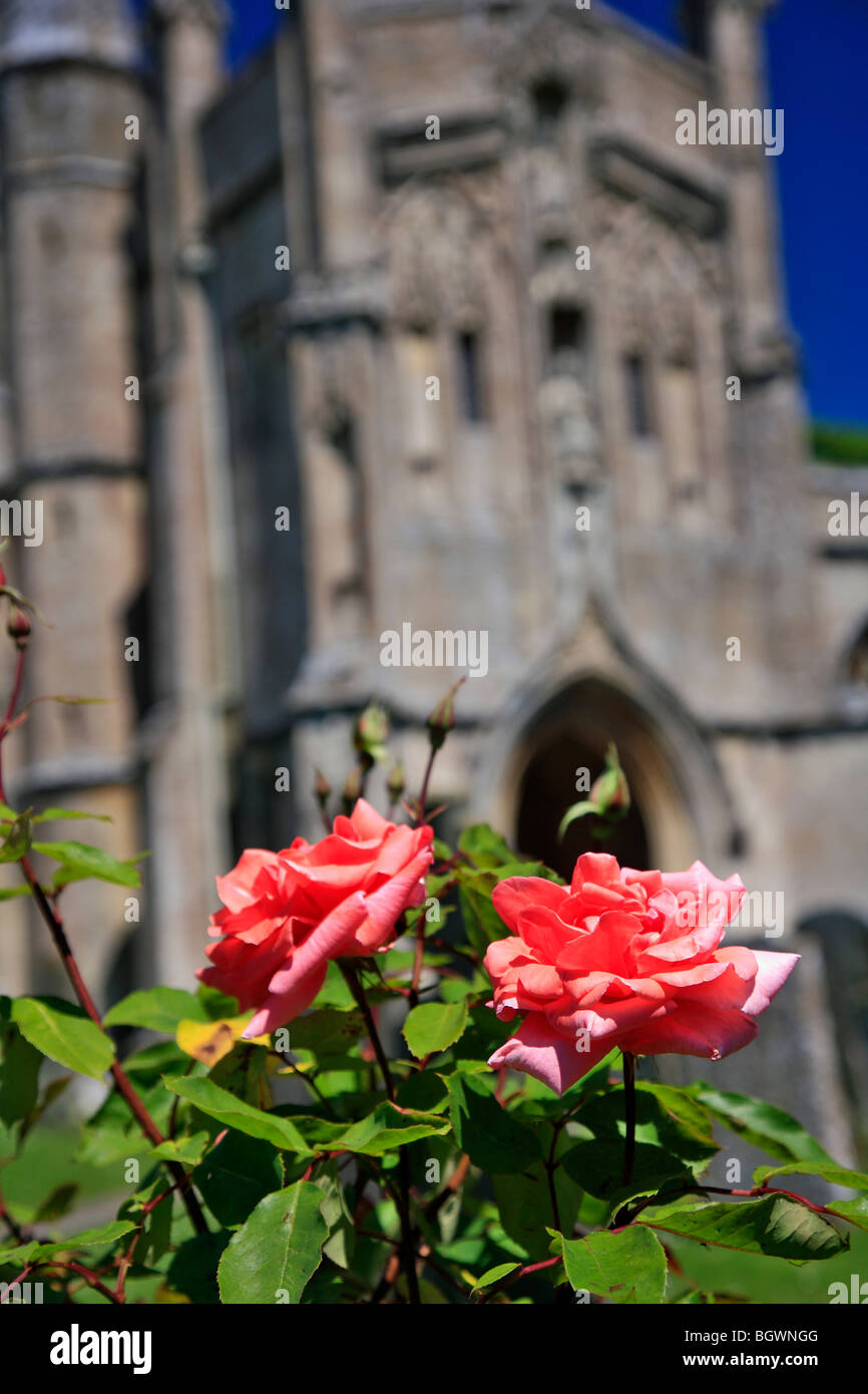 Roses Flowers St Peter St Pauls Parish Church Northleach village ...