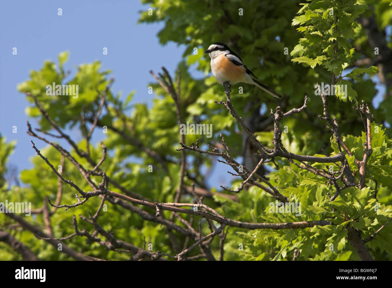 Masked Shrike Lanius nubicus Stock Photo - Alamy