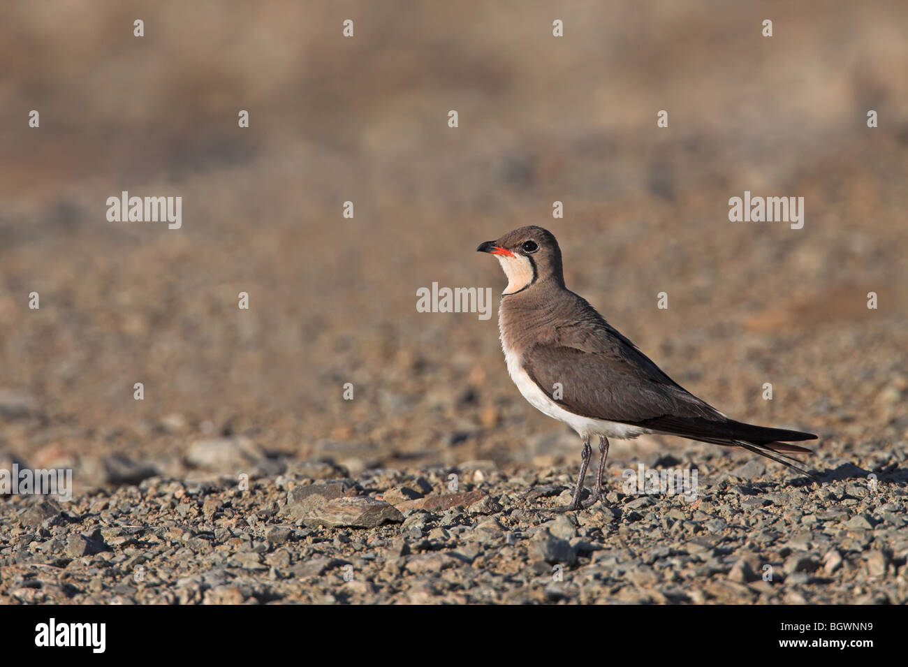Collared Pratincole Glareola pratincola Stock Photo - Alamy
