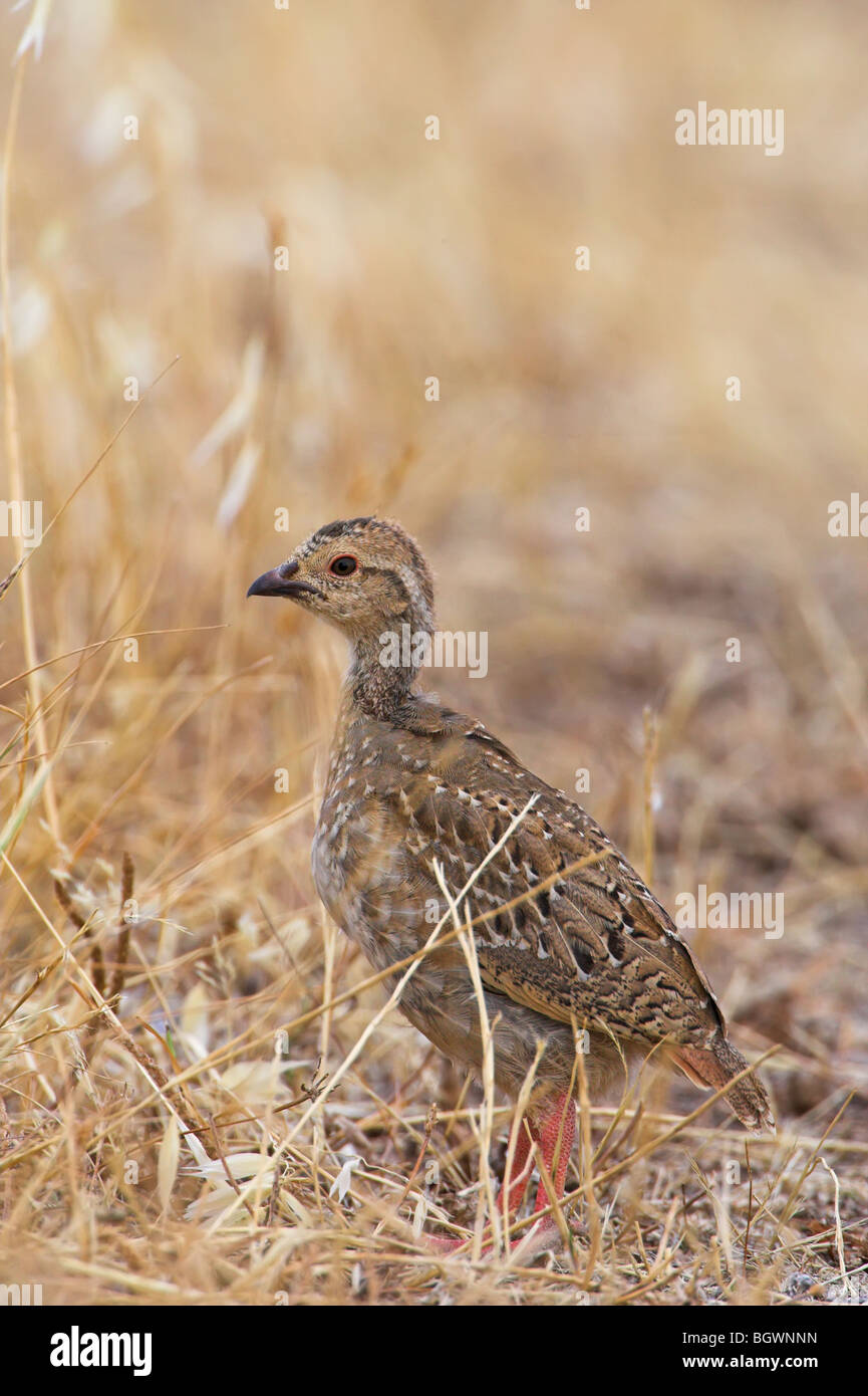 Red-legged Partridge Alectoris rufa Stock Photo - Alamy