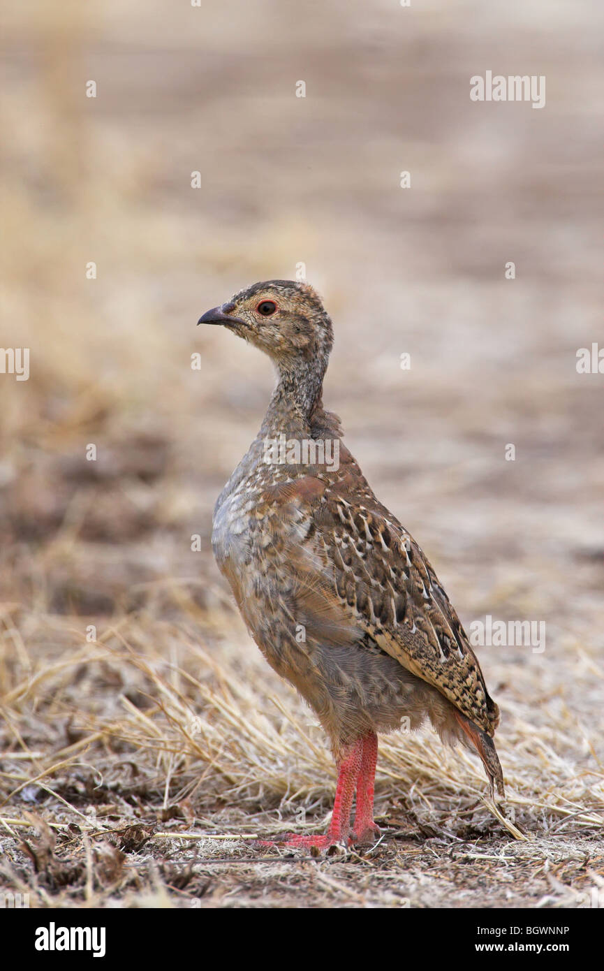 Red-legged Partridge Alectoris rufa Stock Photo - Alamy