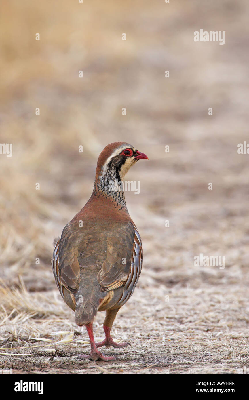 Red-legged Partridge Alectoris rufa Stock Photo - Alamy