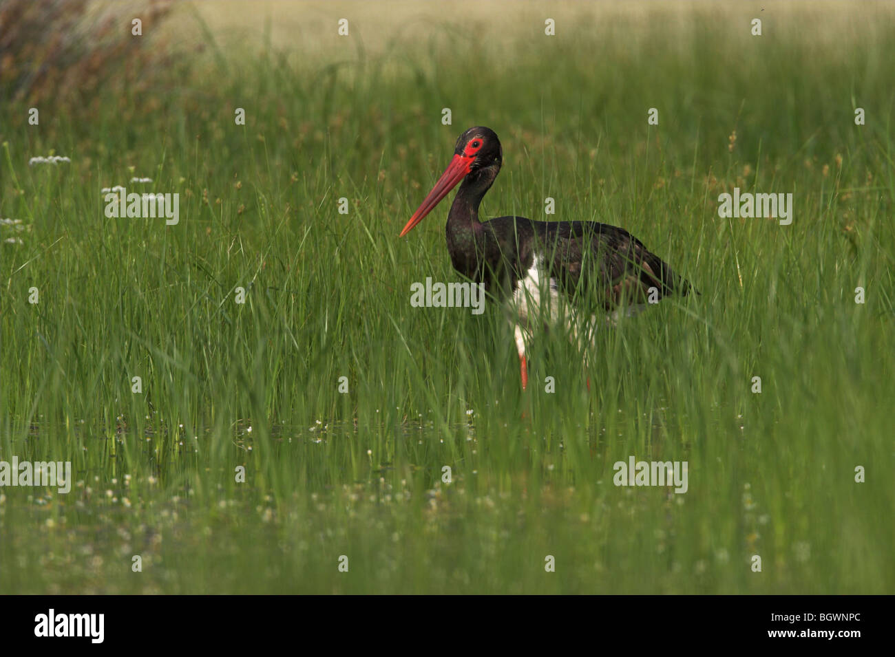 Black Stork Ciconia nigra Stock Photo - Alamy
