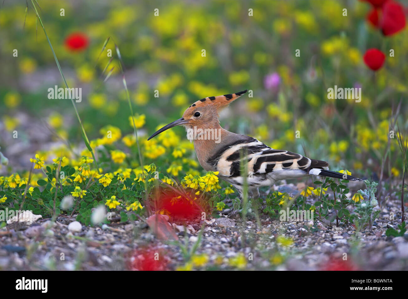 Hoopoe Upupa epops Stock Photo - Alamy