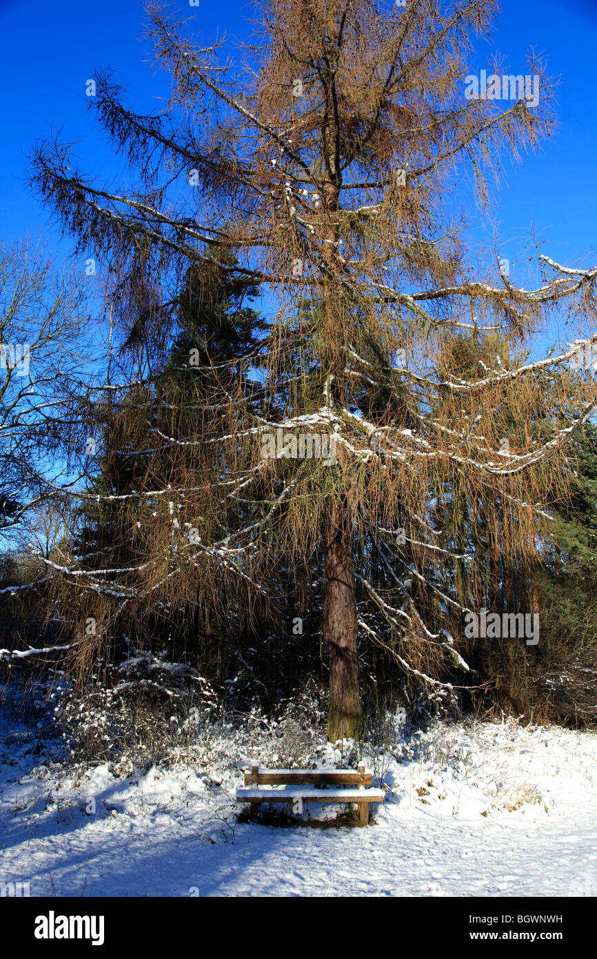 Snowy Winter European Larch Larix deciduas tree Landscape near Penrith ...