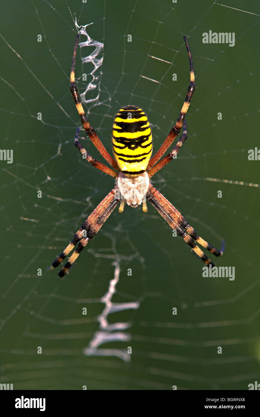 Zebra spider wasp hi-res stock photography and images - Alamy
