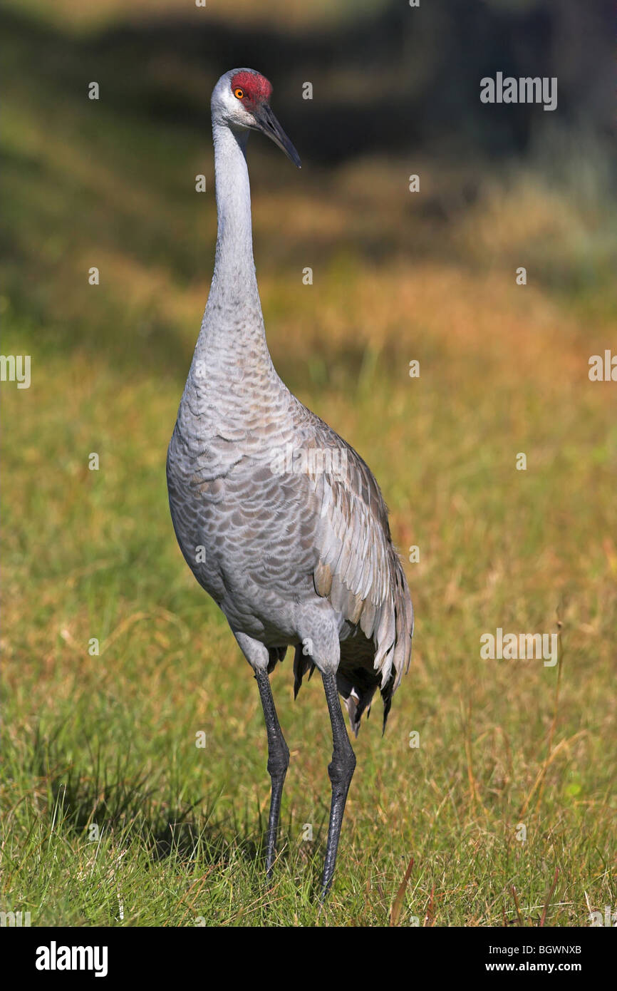 Edgewise vertical hi-res stock photography and images - Alamy