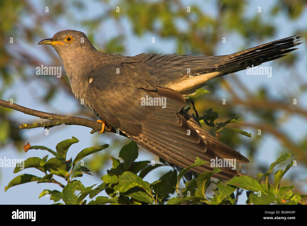 Cuckoo hi-res stock photography and images - Alamy