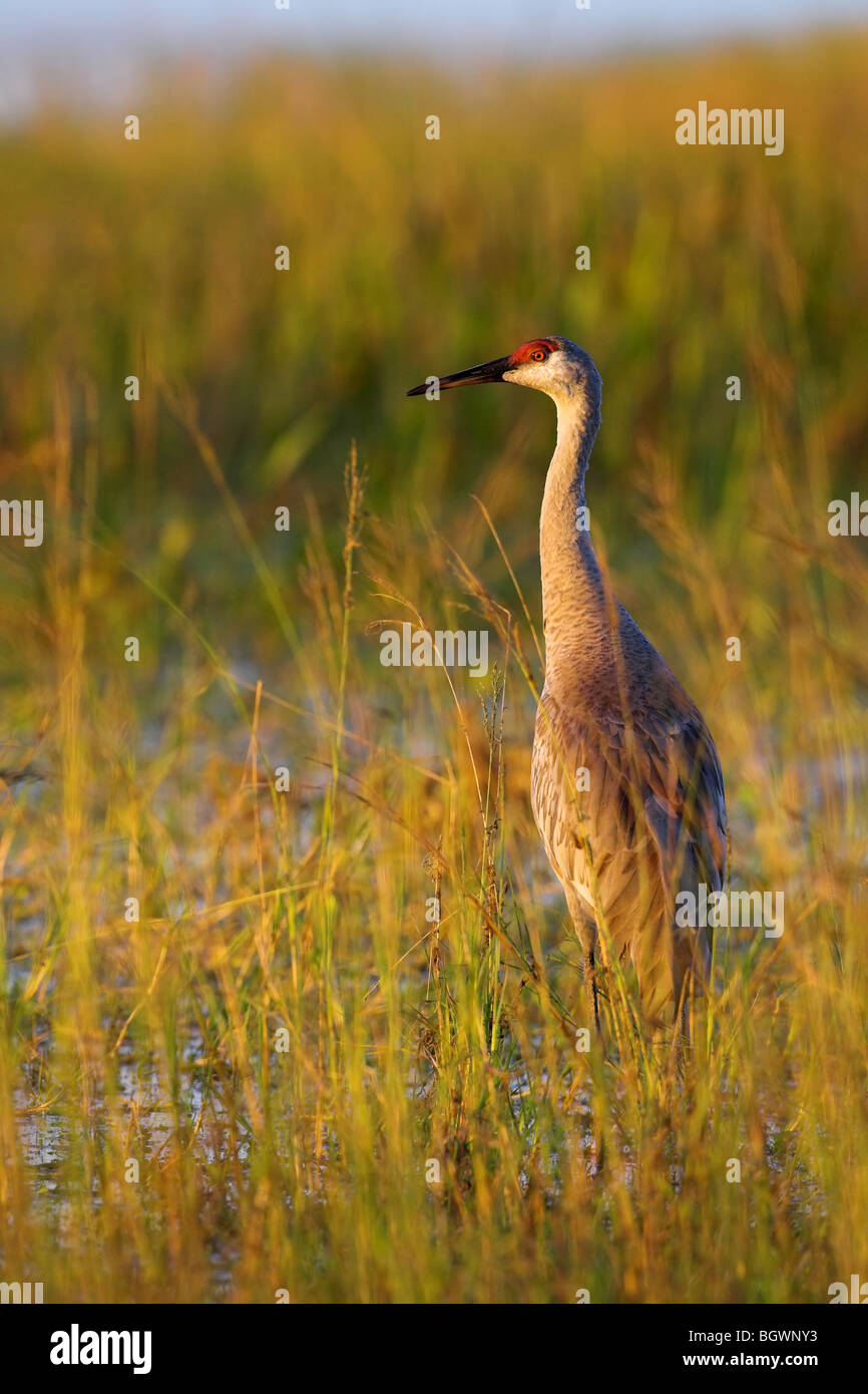 Edgewise vertical hi-res stock photography and images - Alamy