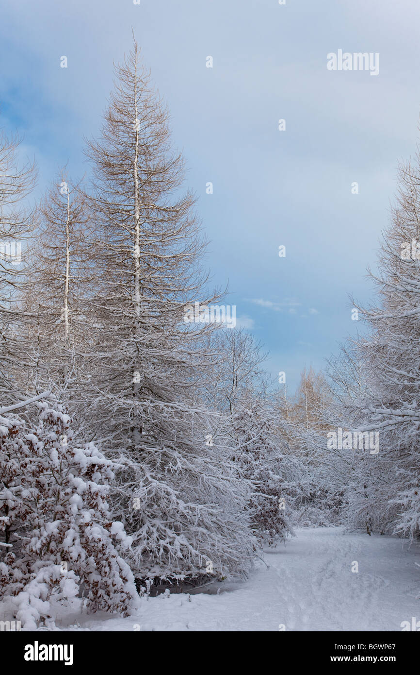 Path through snowy woodland Stock Photo - Alamy Path through snowy woodland Stock Photo - Alamy
