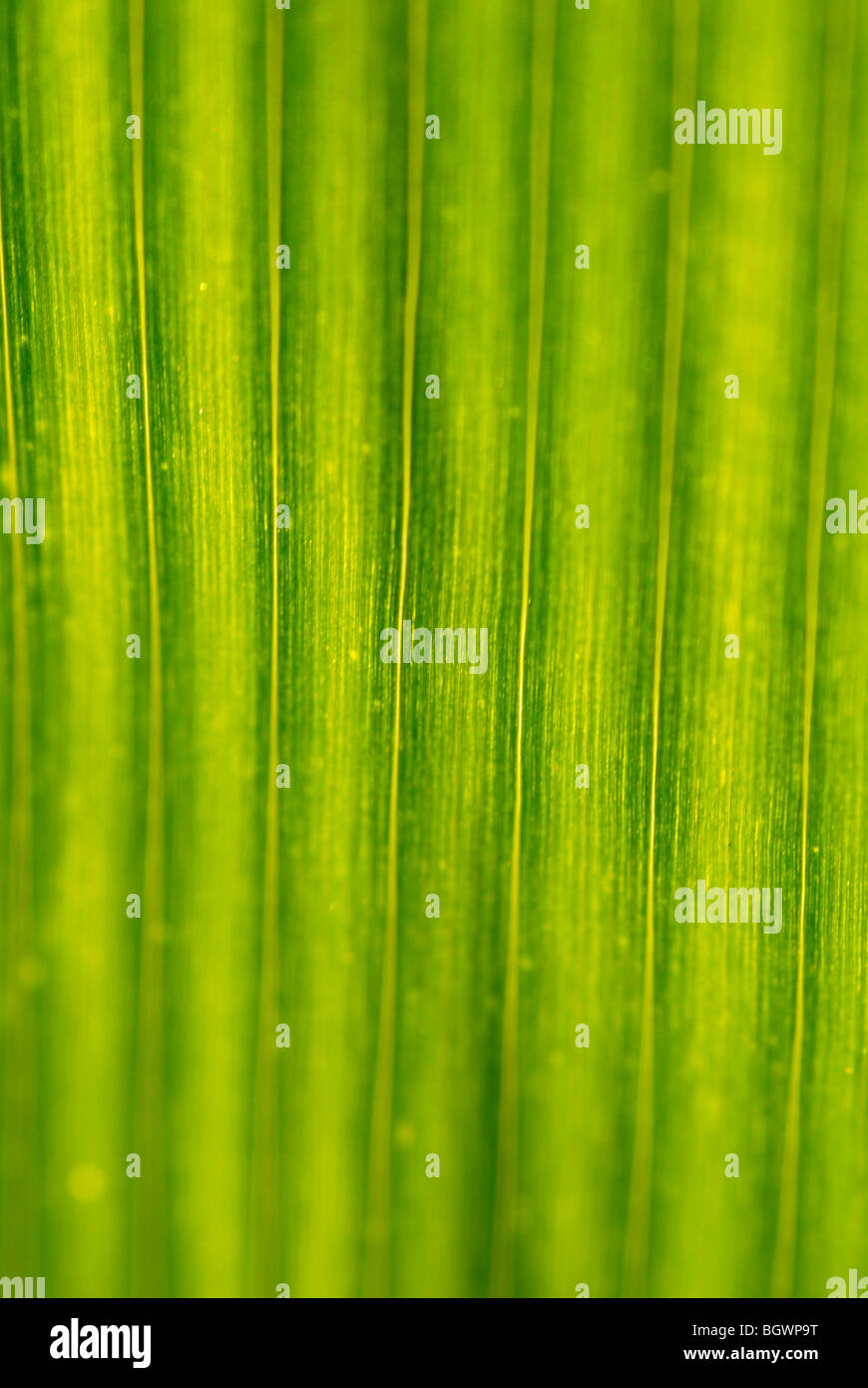 Parts of a leaf hi-res stock photography and images - Alamy