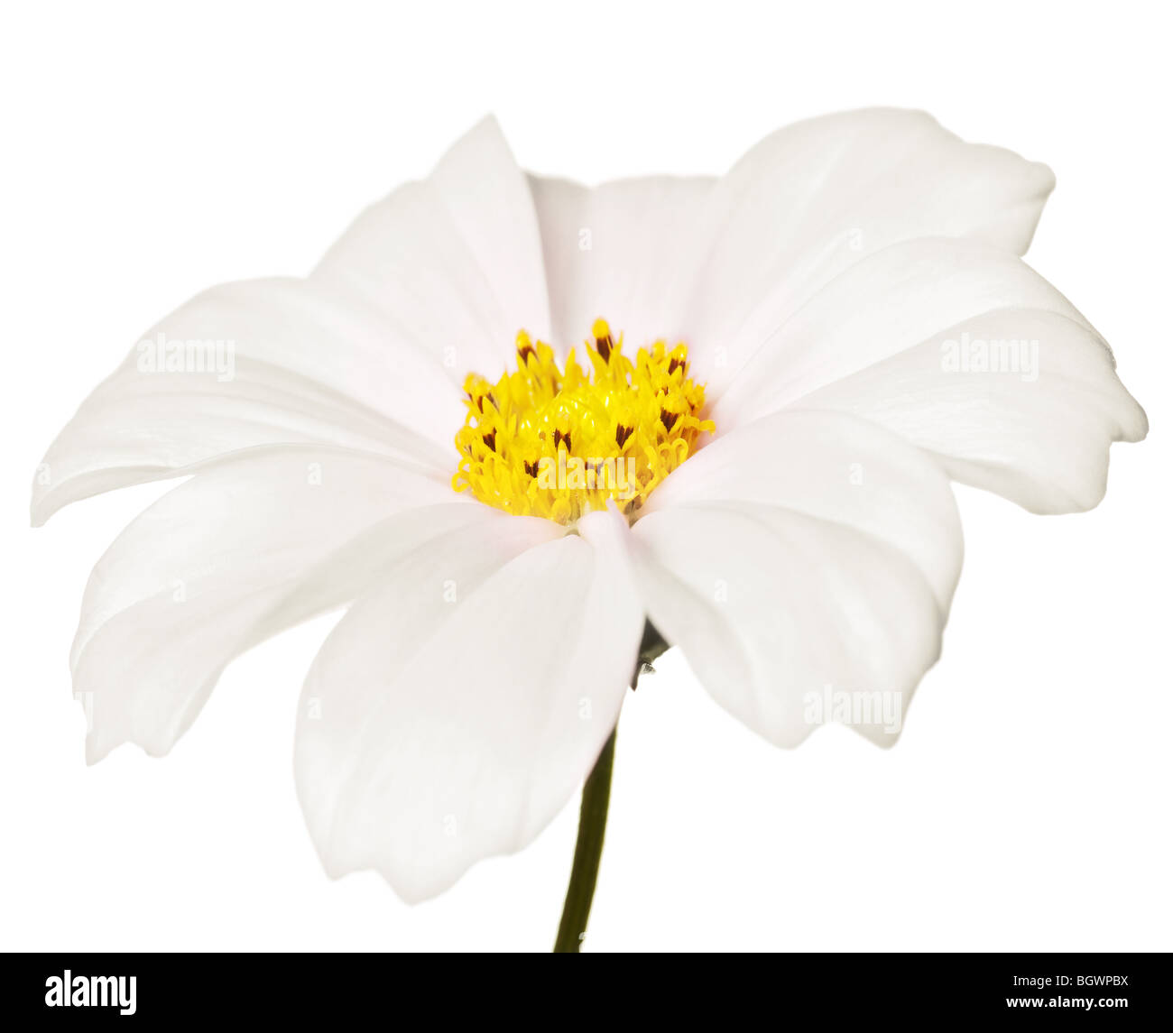 white daisy isolated on a pure white background Stock Photo - Alamy