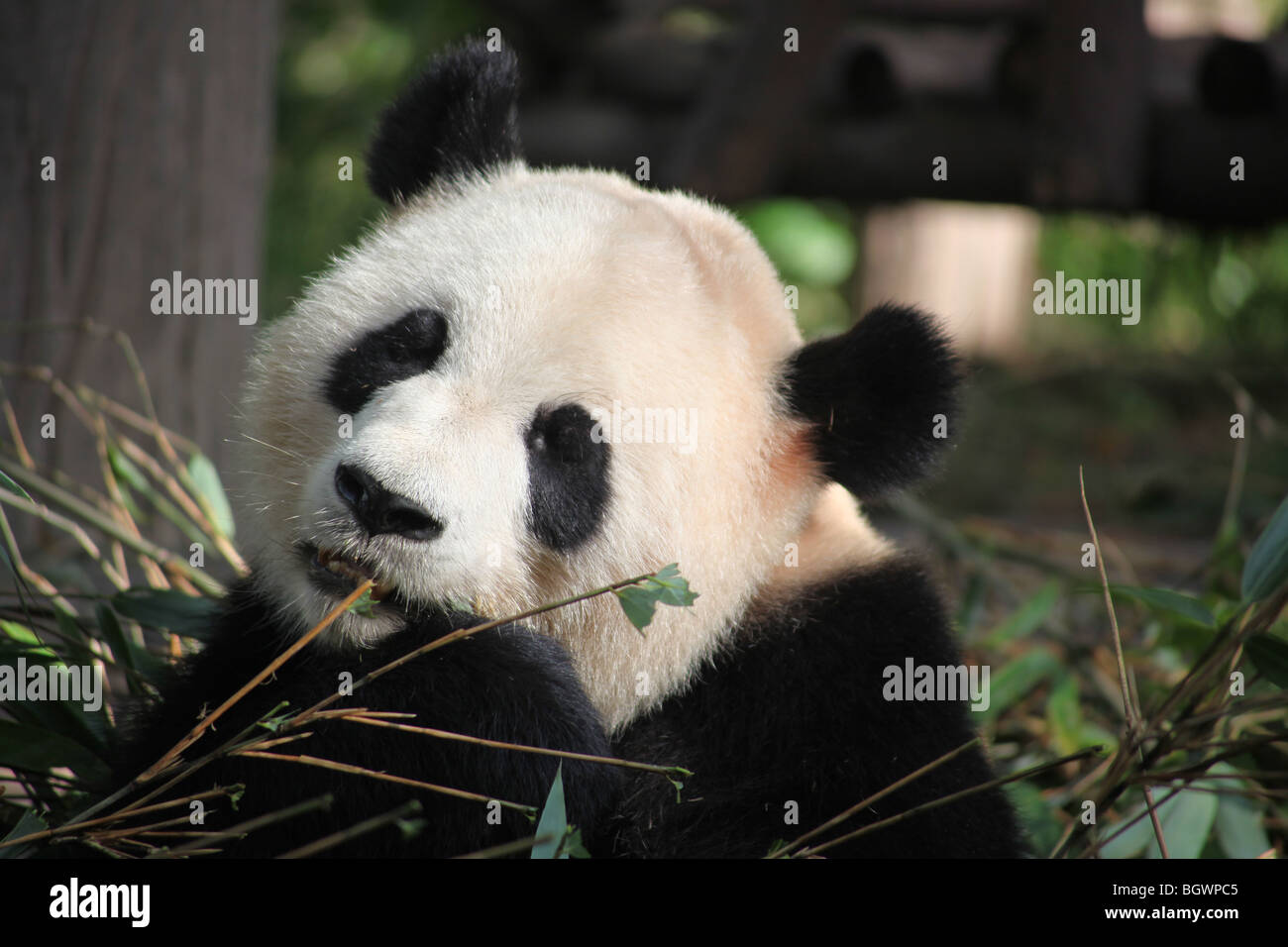 Panda bear teeth hi-res stock photography and images - Alamy