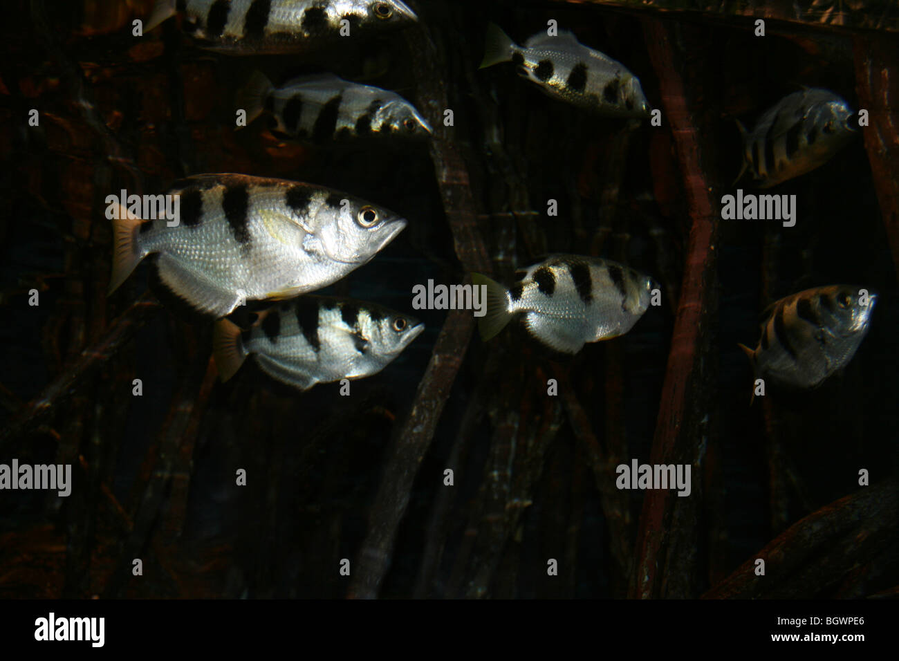Shoal Of Banded Archerfish Toxotes jaculatrix Stock Photo - Alamy