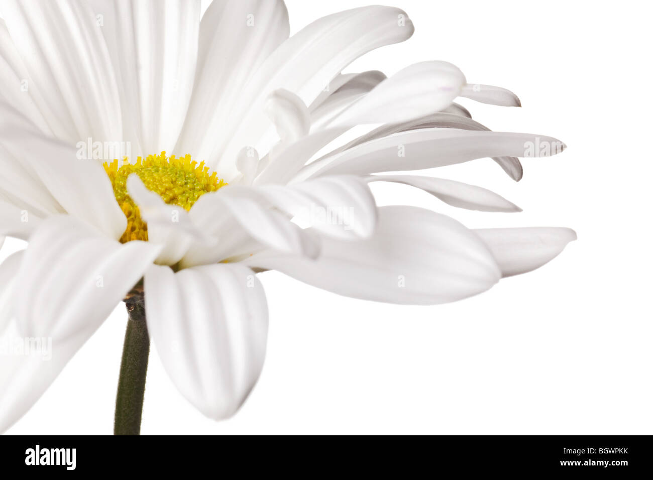daisy isolated on a pure white background Stock Photo - Alamy