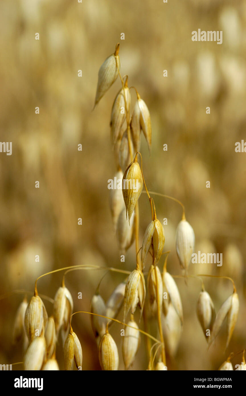 Oat cultivation hi-res stock photography and images - Alamy
