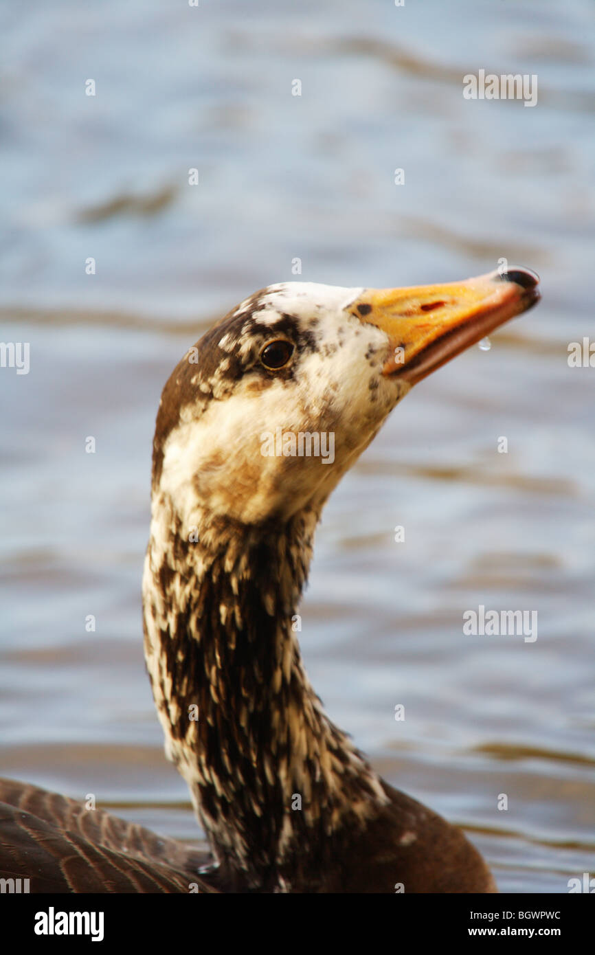Old golden hen hi-res stock photography and images - Alamy
