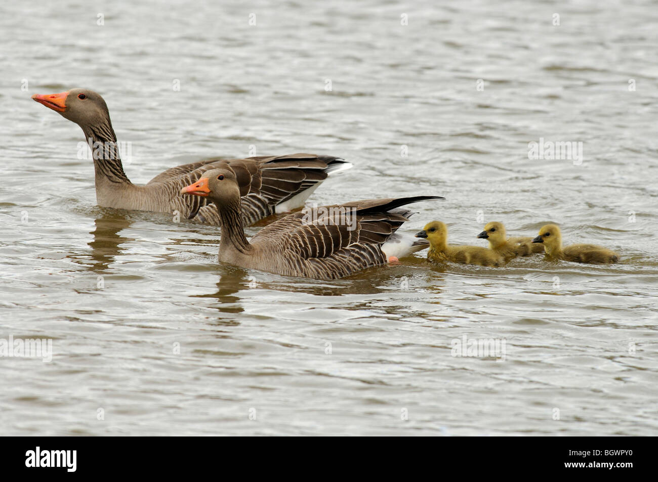 Greylag goose (Anser anser Stock Photo - Alamy