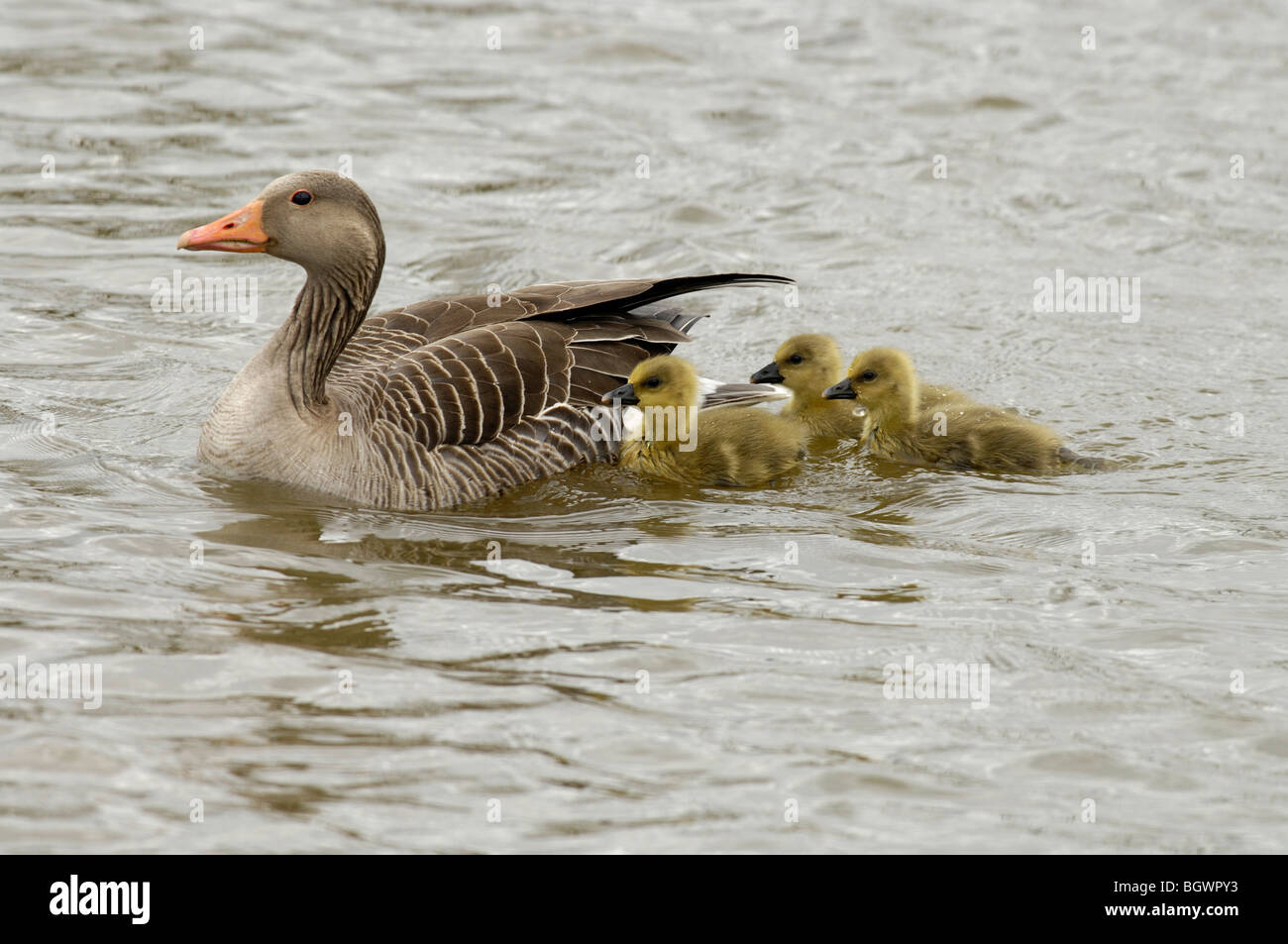 Greylag goose (Anser anser Stock Photo - Alamy