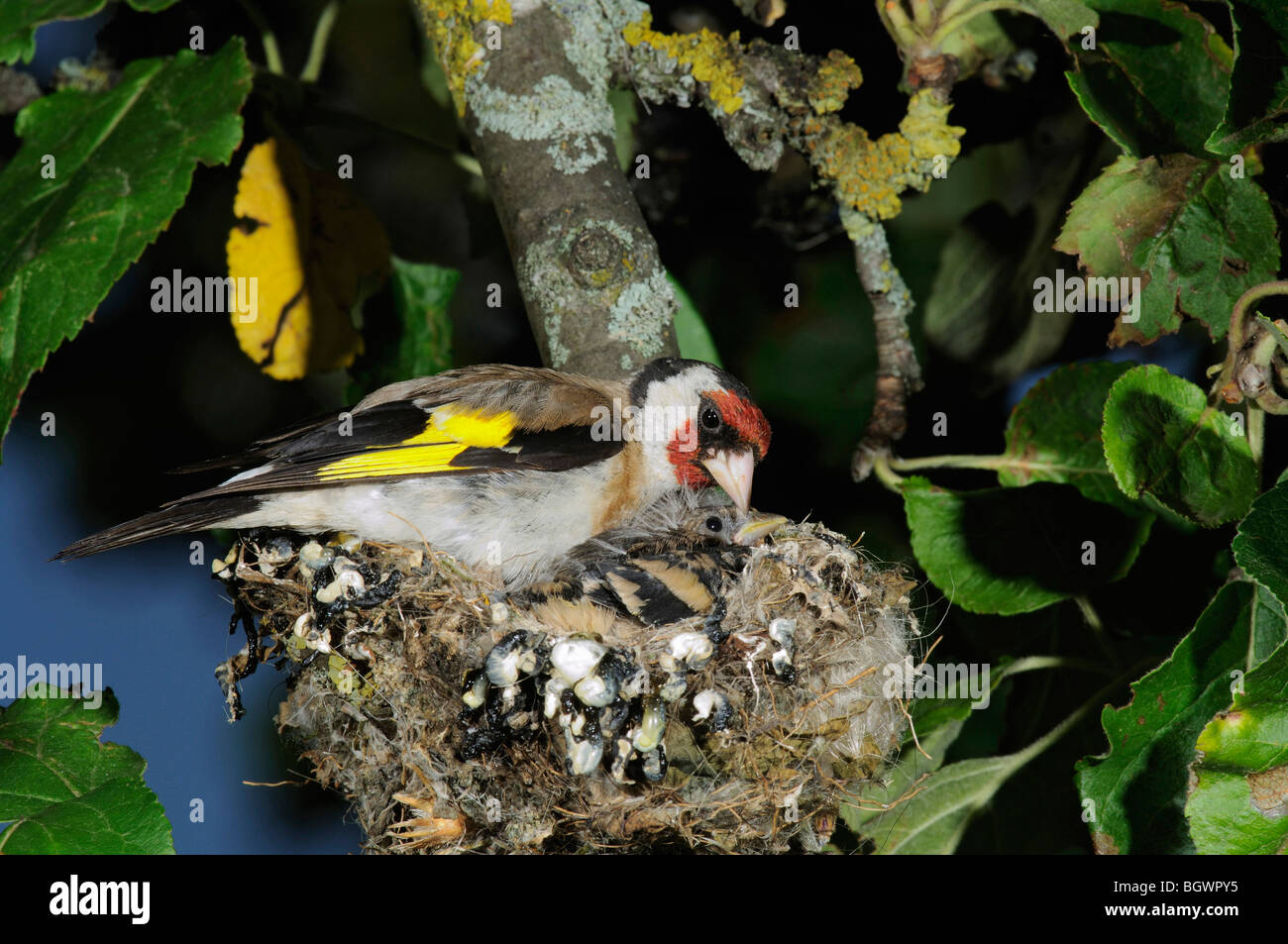Goldfinch baby hi-res stock photography and images - Alamy