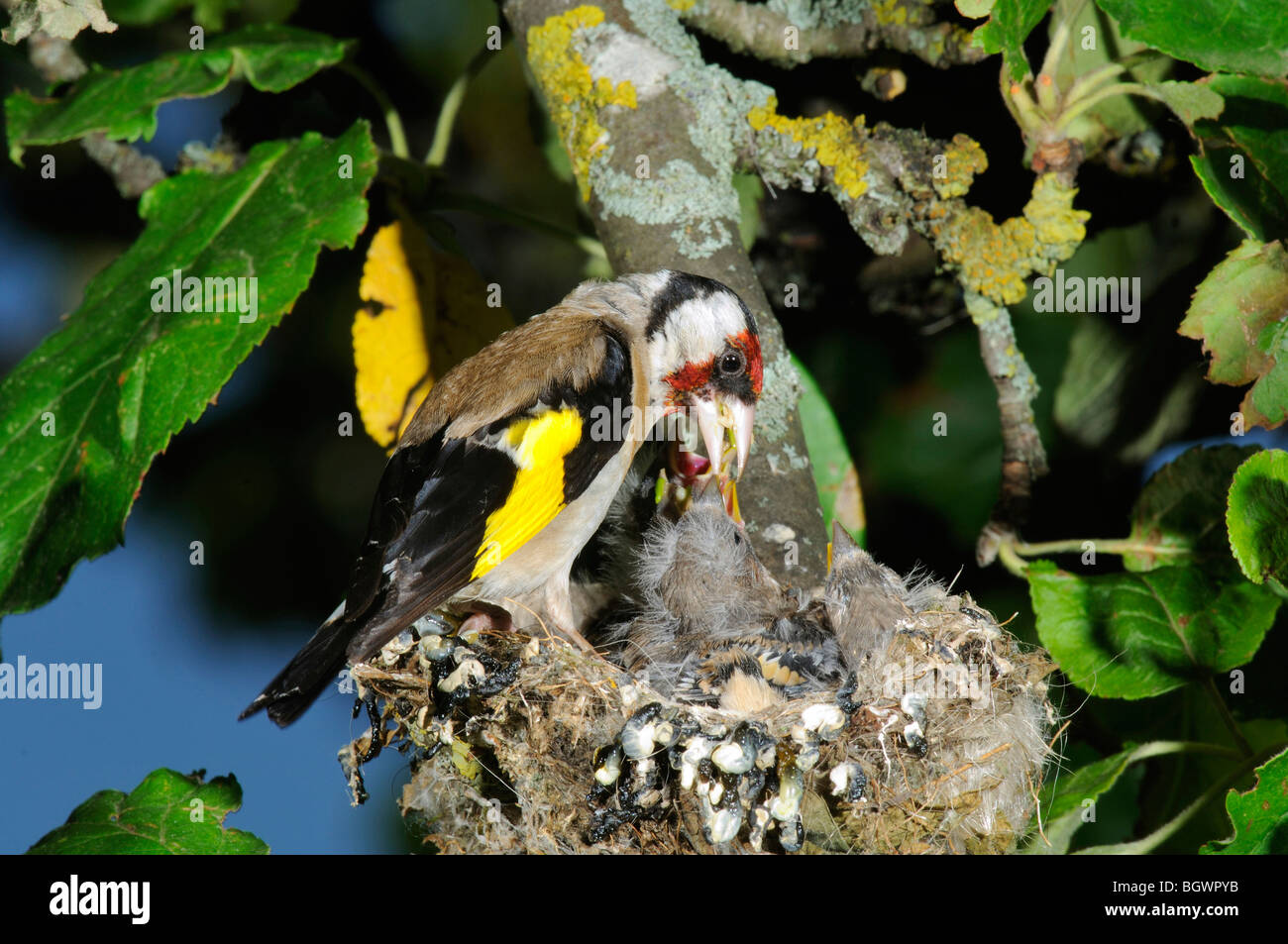 Baby goldfinch hi-res stock photography and images - Alamy