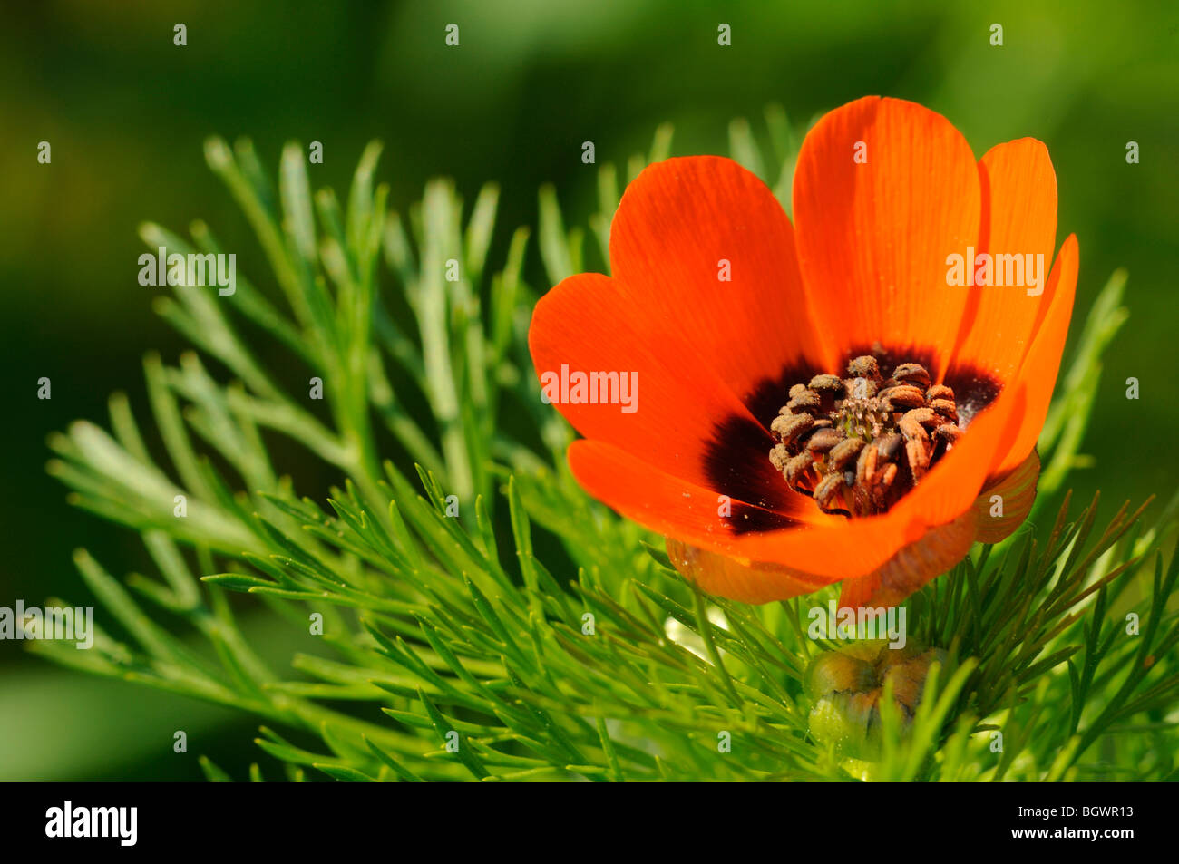 Summer Adonis (Adonis aestivalis Stock Photo - Alamy